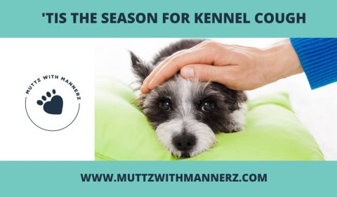 'Tis the Season for Kennel Cough