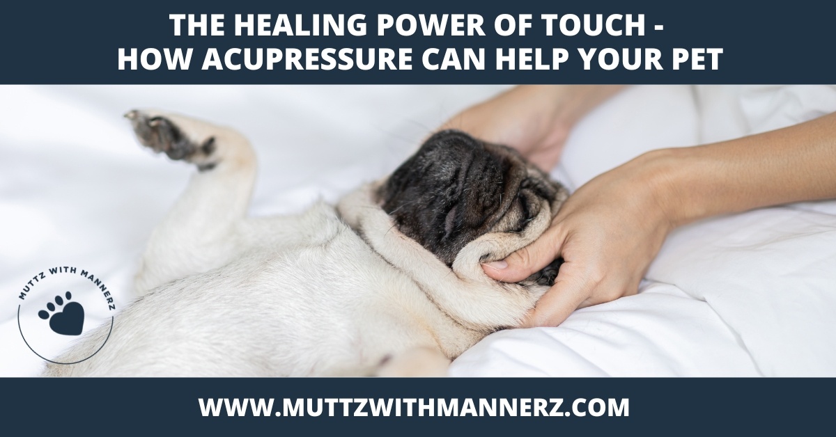 The Healing Power of Touch - How Acupressure Can Help Your Pet | Muttz ...