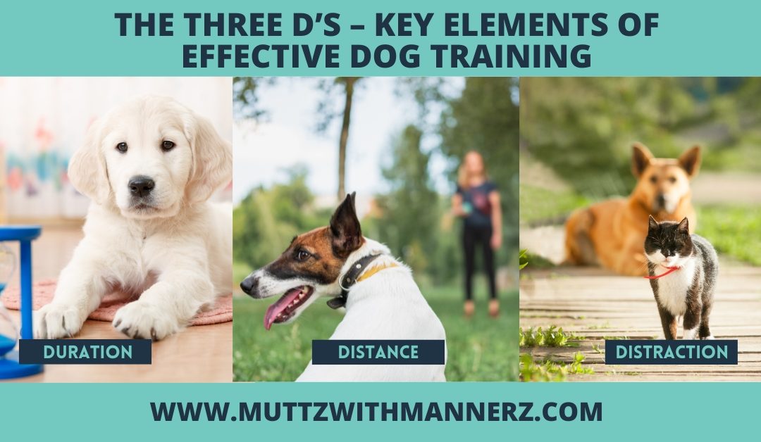 The Three D’s – Key Elements of Effective Dog Training | Muttz with ...