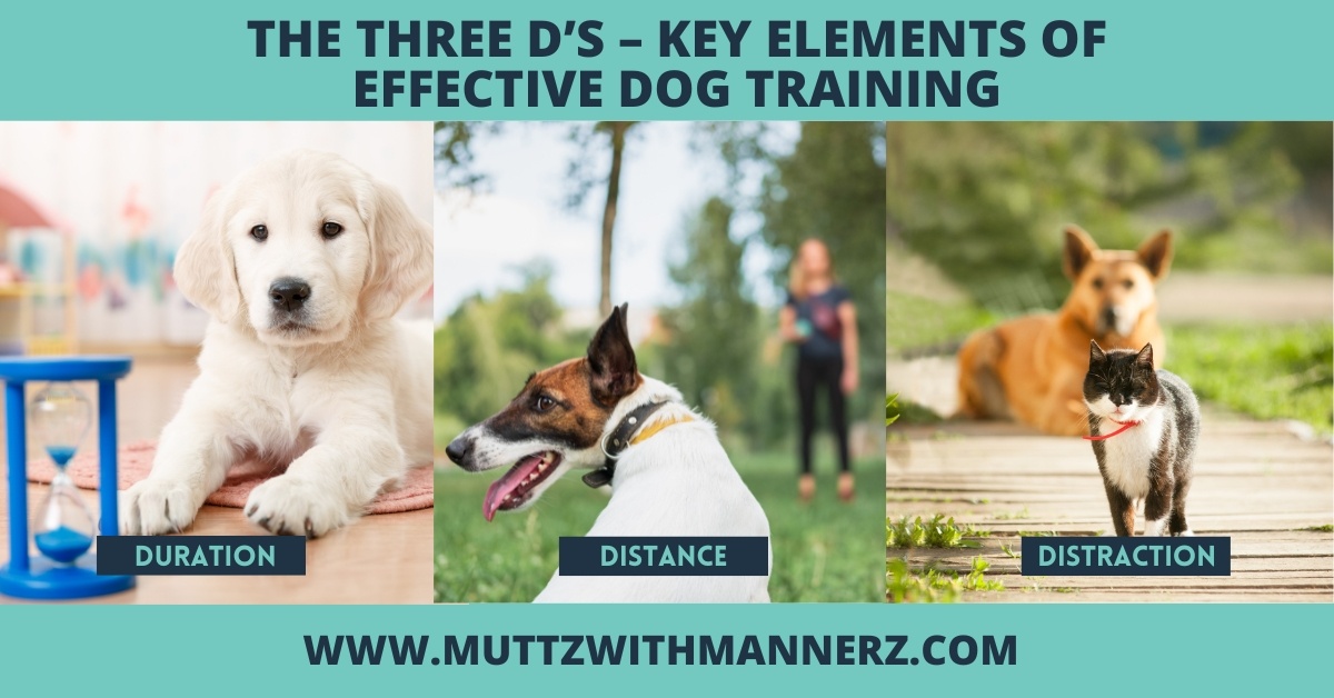 The Three D’s – Key Elements of Effective Dog Training | Muttz with ...