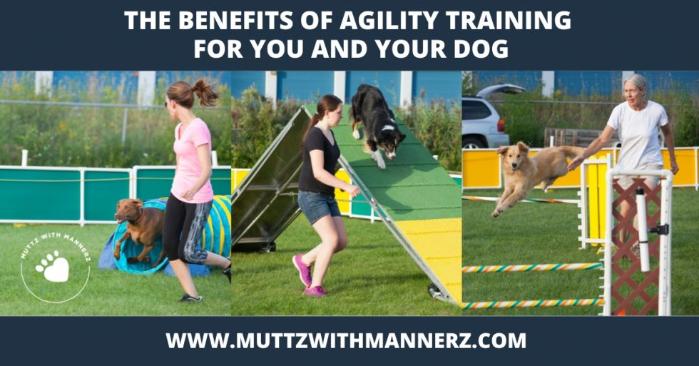 The Benefits of Agility Training for You and Your Dog | Muttz with Mannerz™
