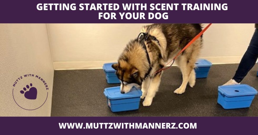 Getting Started with Scent Training for Your Dog | Muttz with Mannerz™