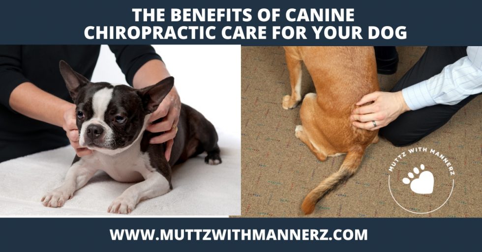 The Benefits of Canine Chiropractic Care for Your Dog | Muttz with Mannerz™