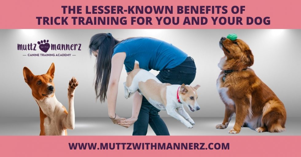 The Lesser-Known Benefits of Trick Training for You and Your Dog | Muttz with Mannerz™