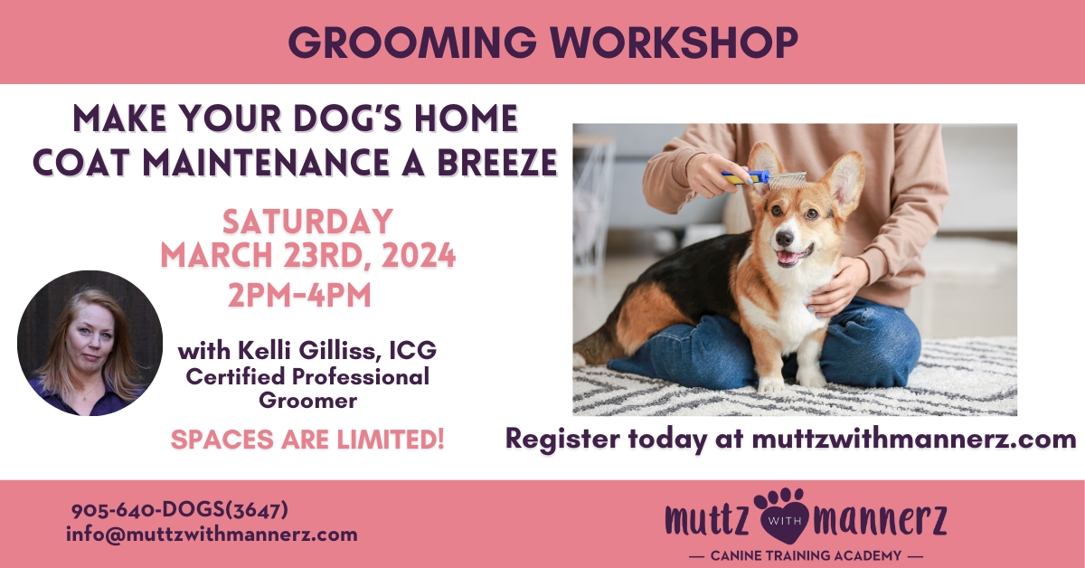 Grooming Workshop: Make Your Dog's Home Coat Maintenance a Breeze ...