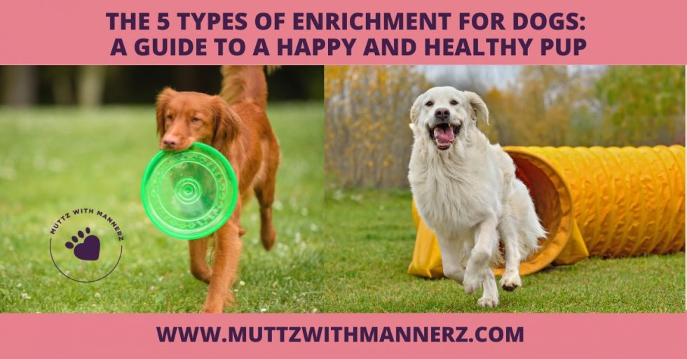 The 5 Types of Enrichment for Dogs: A Guide to a Happy and Healthy Pup ...